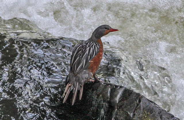 Uncharted Colombia | Taking a Closer Look at the Animals of El Cocuy